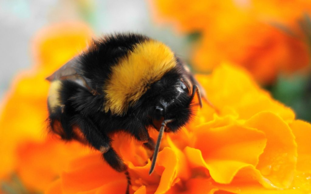 Effective Ways to Get Rid of Bumble Bees in Your Yard