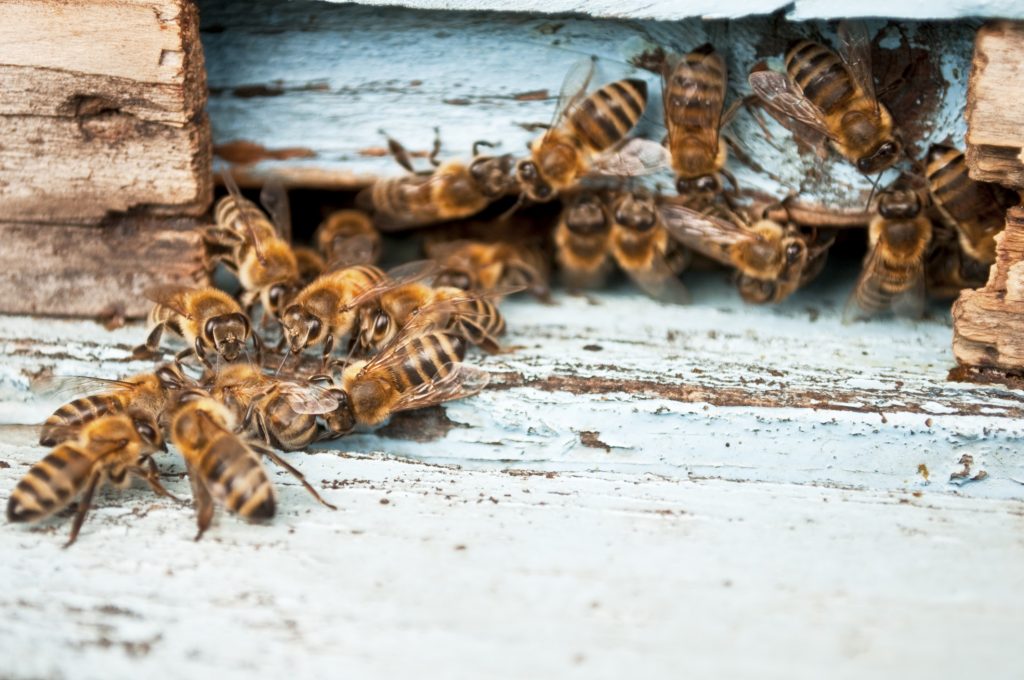 Bees in the House During Winter: Why They Come In and How to Keep Them Out