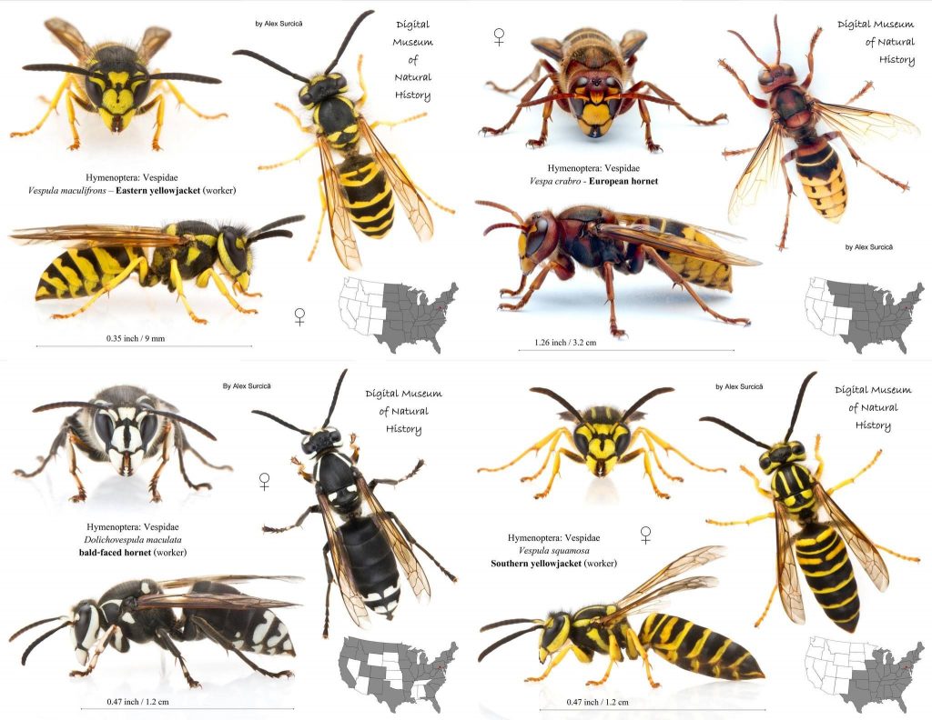 The Buzzing Diversity: 7 Common Types of Bees in Pennsylvania