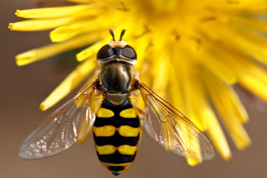 Identifying Yellow and Black Bees in Your Backyard
