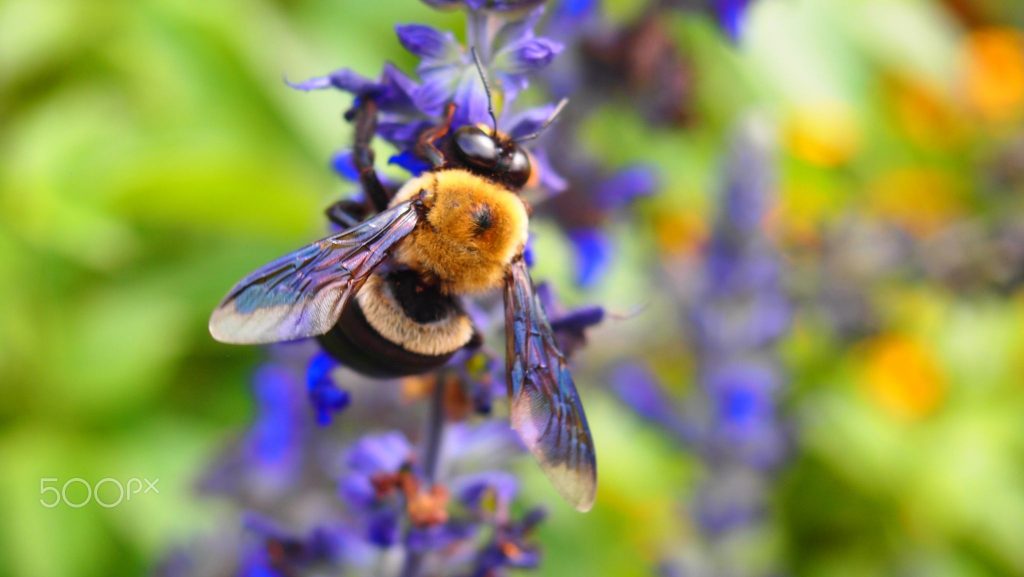 What Color are Bees' Wings? A Closer Look at These Vital Appendages