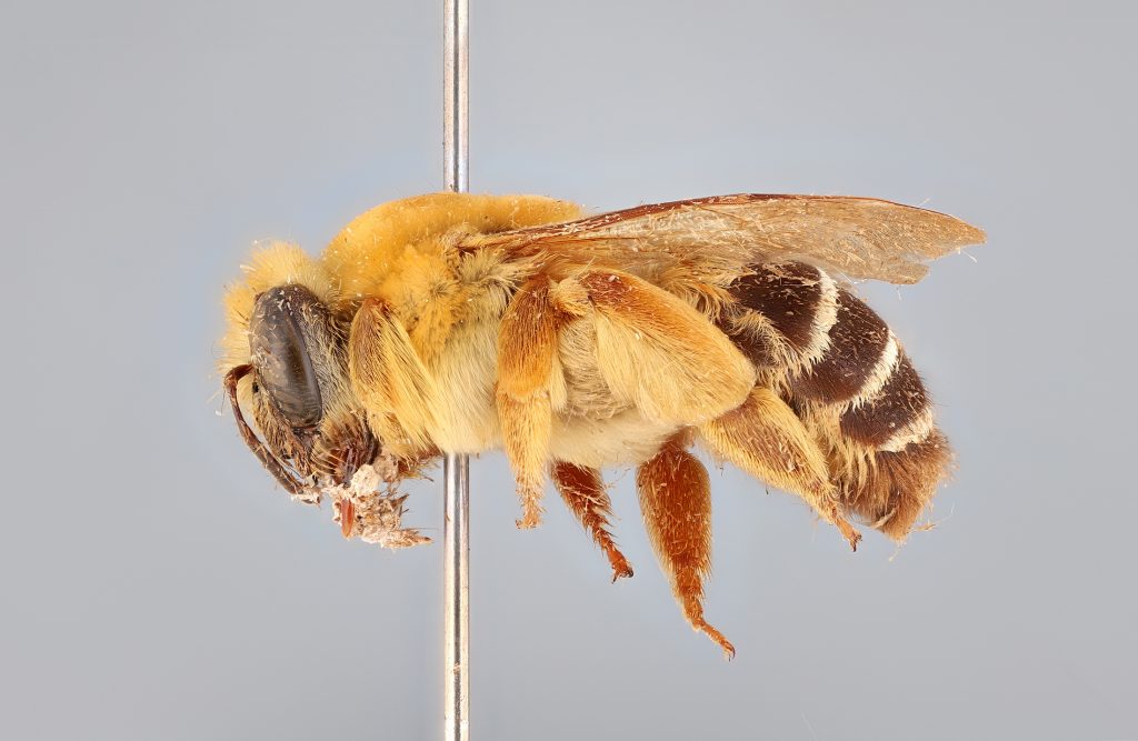 Big Yellow Fuzzy Bees: A Guide to Identifying These Furry Pollinators