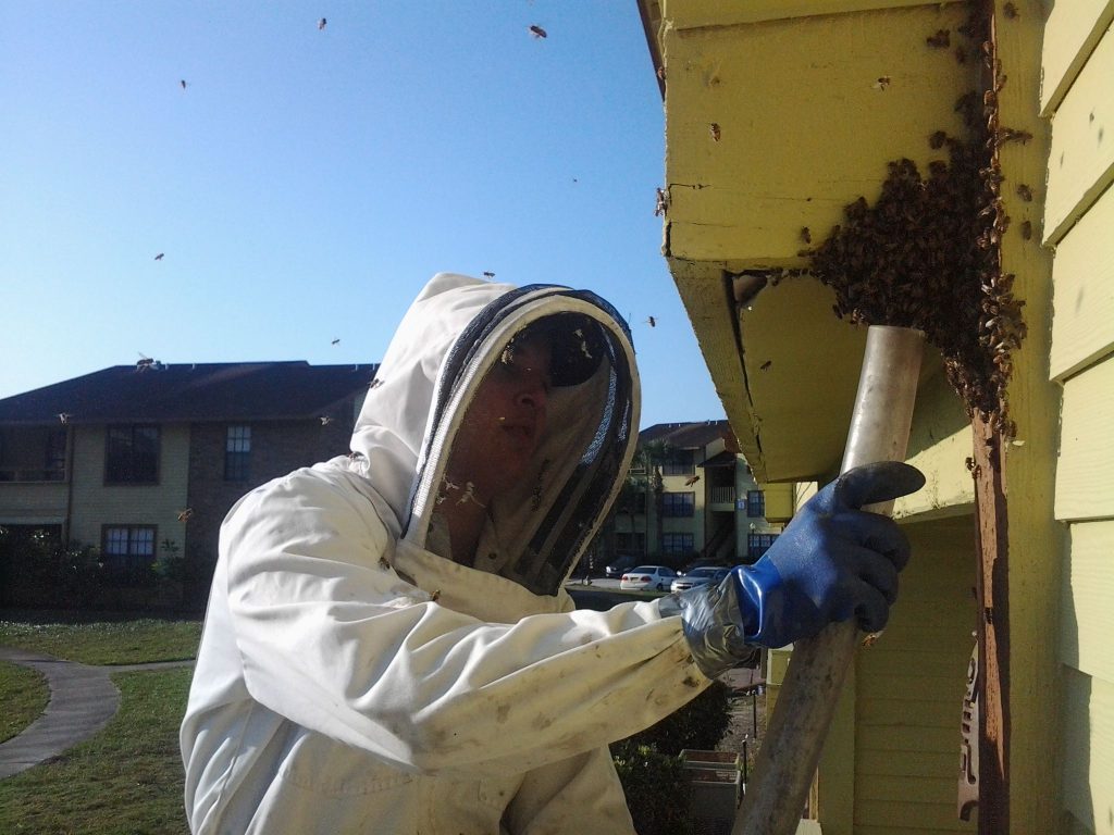 Bee Removal: Safely Getting Rid of Bee Nests on Your Property