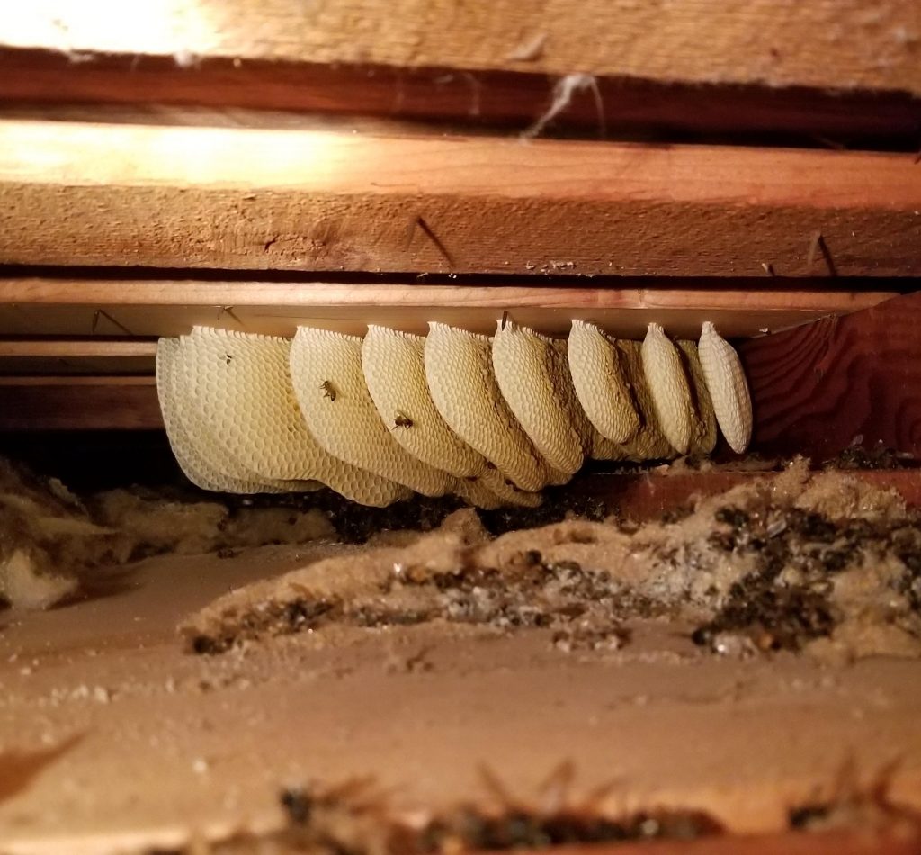 What To Do About A Bee Hive In Your Attic
