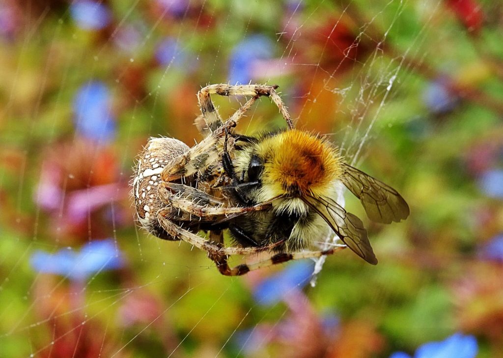 What Eats Bees in the Wild? A Look at Bee Predators