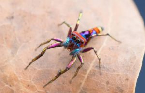 A Deep Dive into the World of Purple Spiders